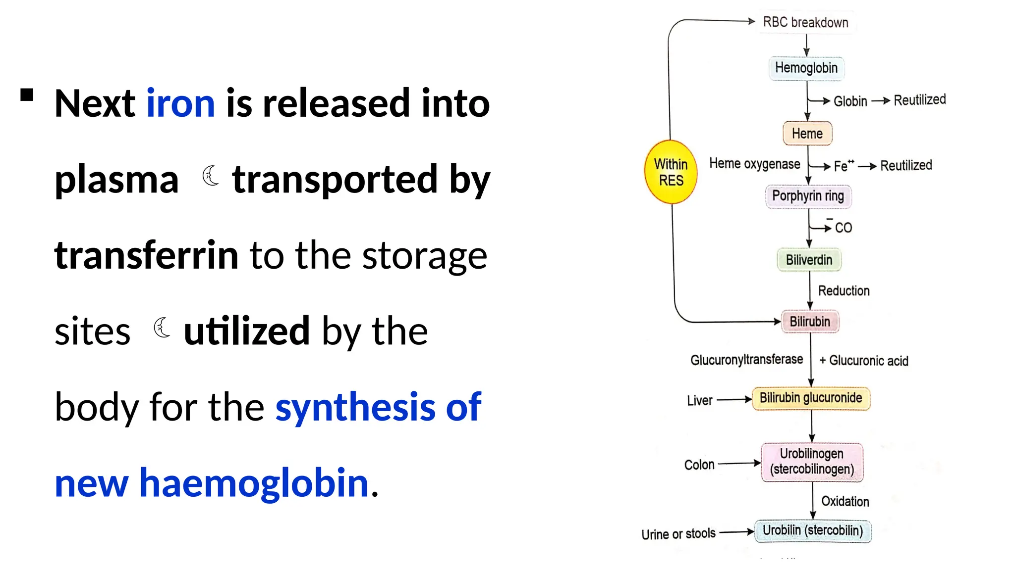 PATHOPHYSIOLOGY OF JAUNDICE AND ITS TYPES.pptx