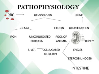 Jaundice Unveiled: Understanding Its Pathophysiology | PPTX