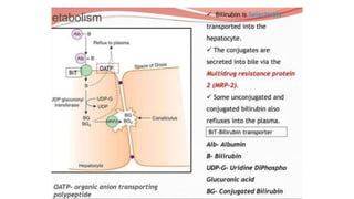 JAUNDICE.pptx, HEPATOBILIARY SYSTEM, PATHOLOGY | PPT