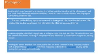 Jaundice /icterus in small animals pathophysiology of jaundice | PPTX