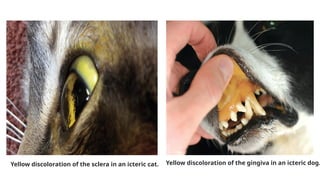 Jaundice /icterus in small animals pathophysiology of jaundice | PPTX