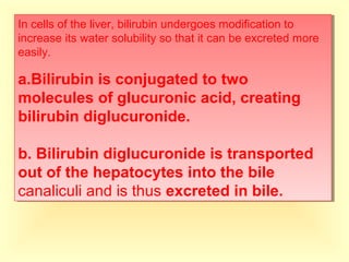 Biochemical profile of Jaundice MUHAMMAD MUSTANSAR | PPT