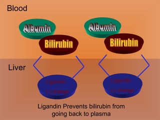 Biochemical profile of Jaundice MUHAMMAD MUSTANSAR | PPT