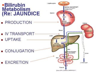 Biochemical profile of Jaundice MUHAMMAD MUSTANSAR | PPT