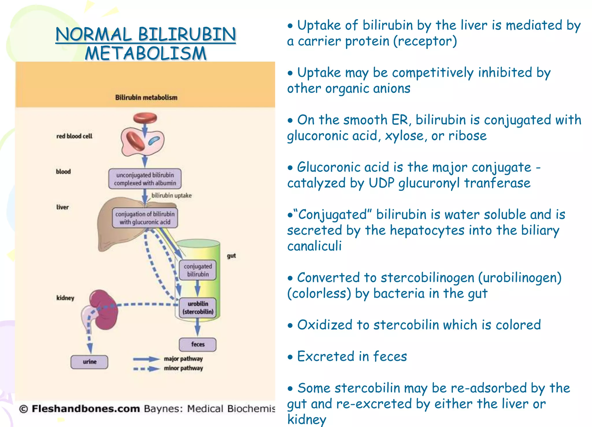 Jaundice - Etiology, pathogenesis, Clinical features, Investigation ...