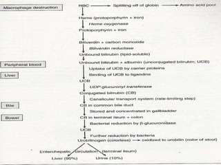 Jaundice (Icterus) | PPT