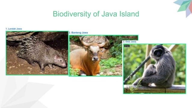 Java Island in general.pptx