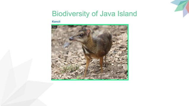 Java Island in general.pptx