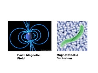 Nanomagnetism, Javier Tejada | PPT