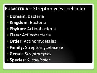 Species Of Eubacteria