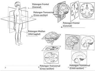 Jawaban Tugas Anatomi manusia untuk anatomi dasar | PPT