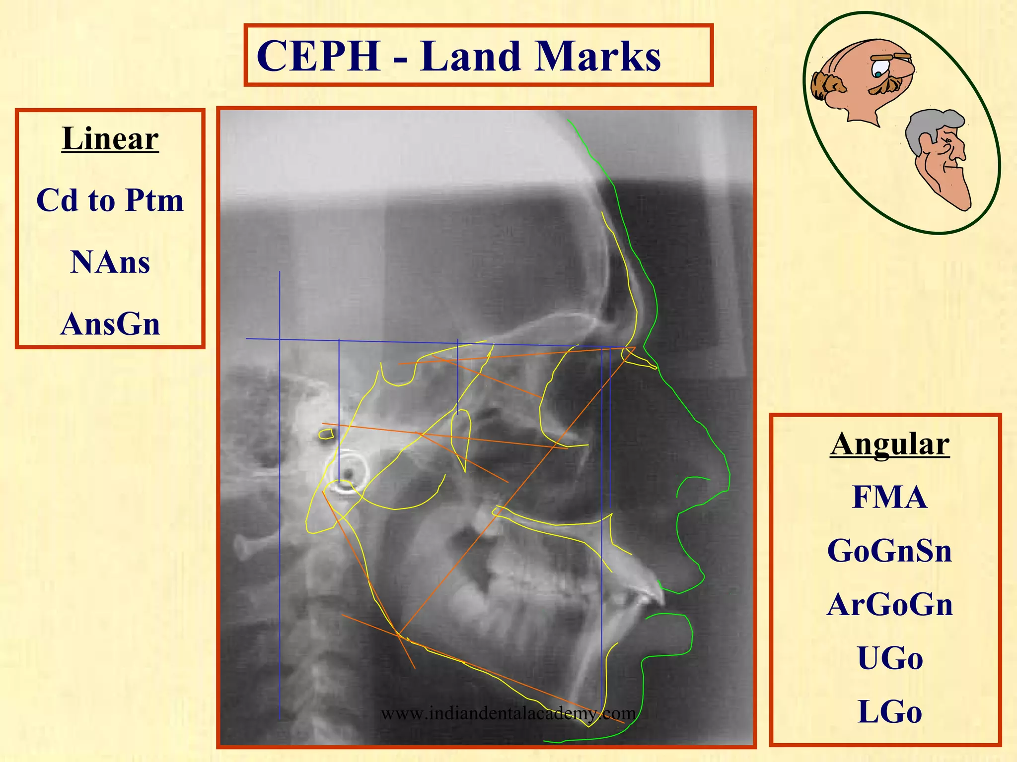 Jaw geometry (2) | PPT