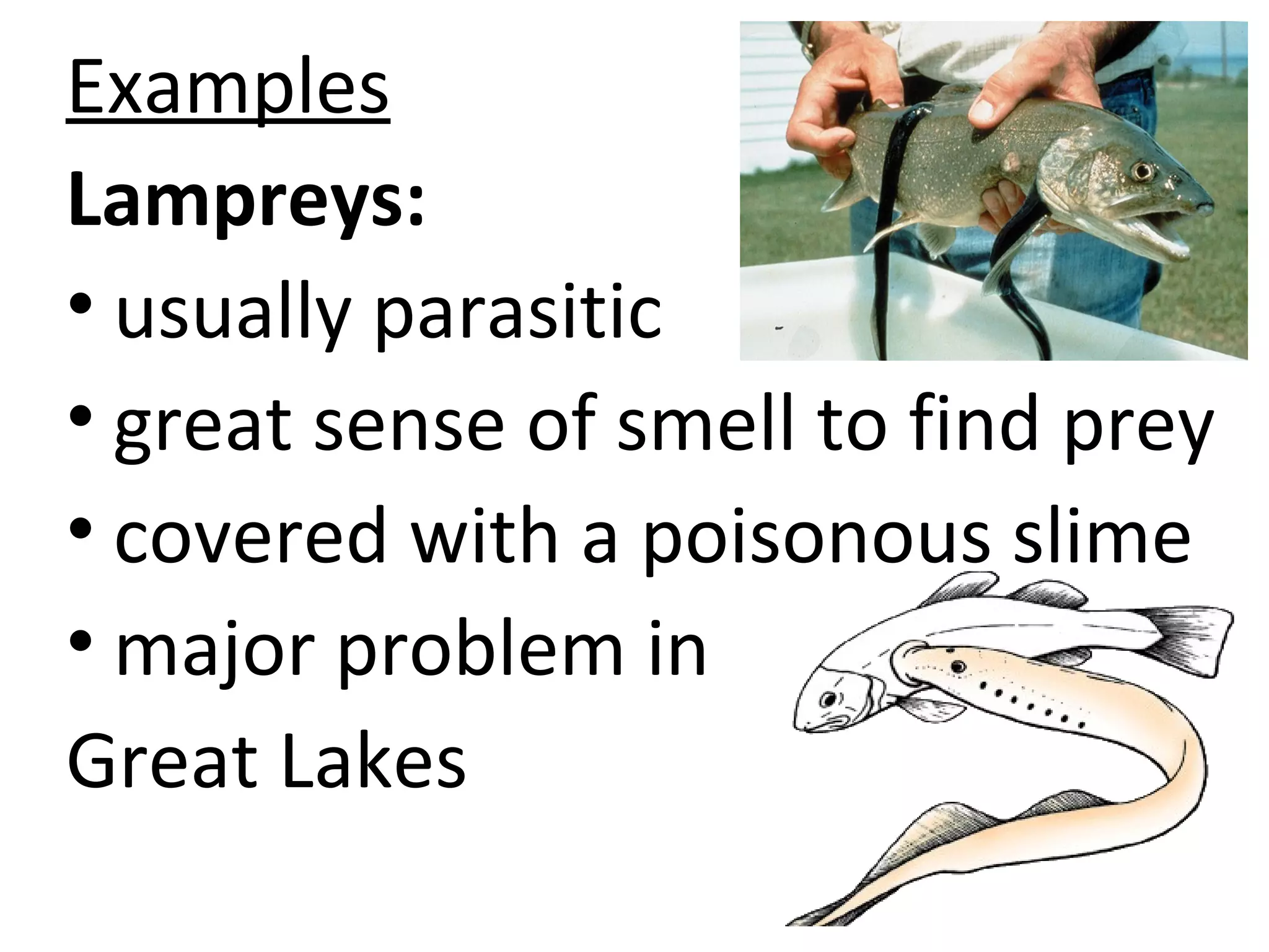 Jawless fishes powerpoint | PPT