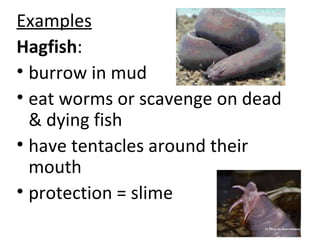 Jawless Fish Examples