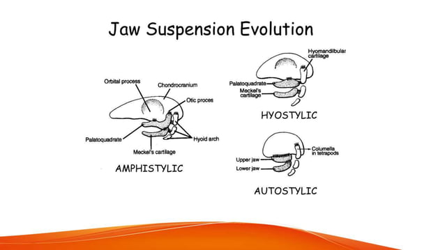 Comparative account of jaw suspensuriumJ | PPTX | Dental Health ...