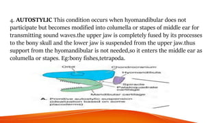 Comparative account of jaw suspensuriumJ | PPTX