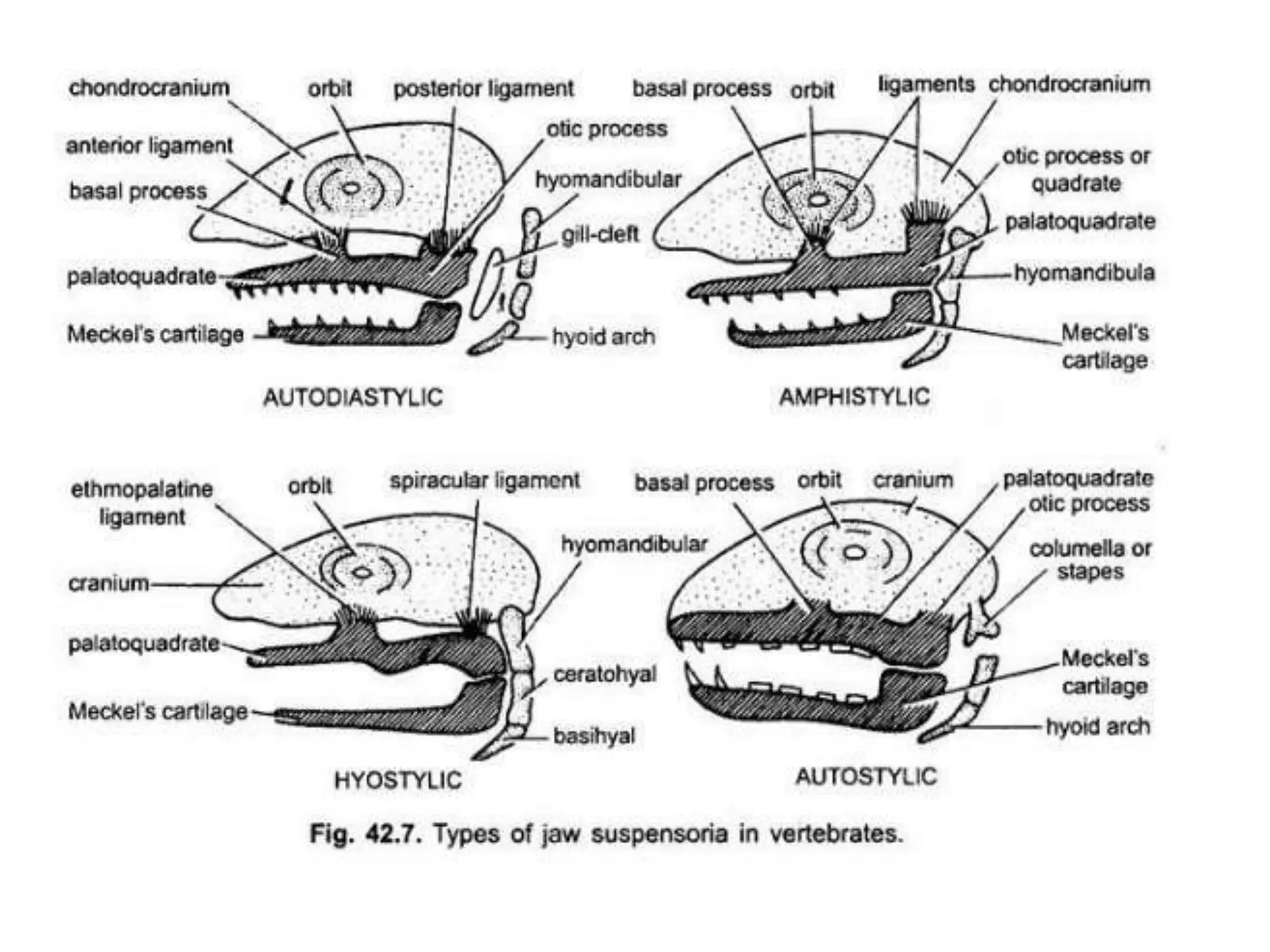 Jaw suspension in vertebrates [autosaved] | PPTX