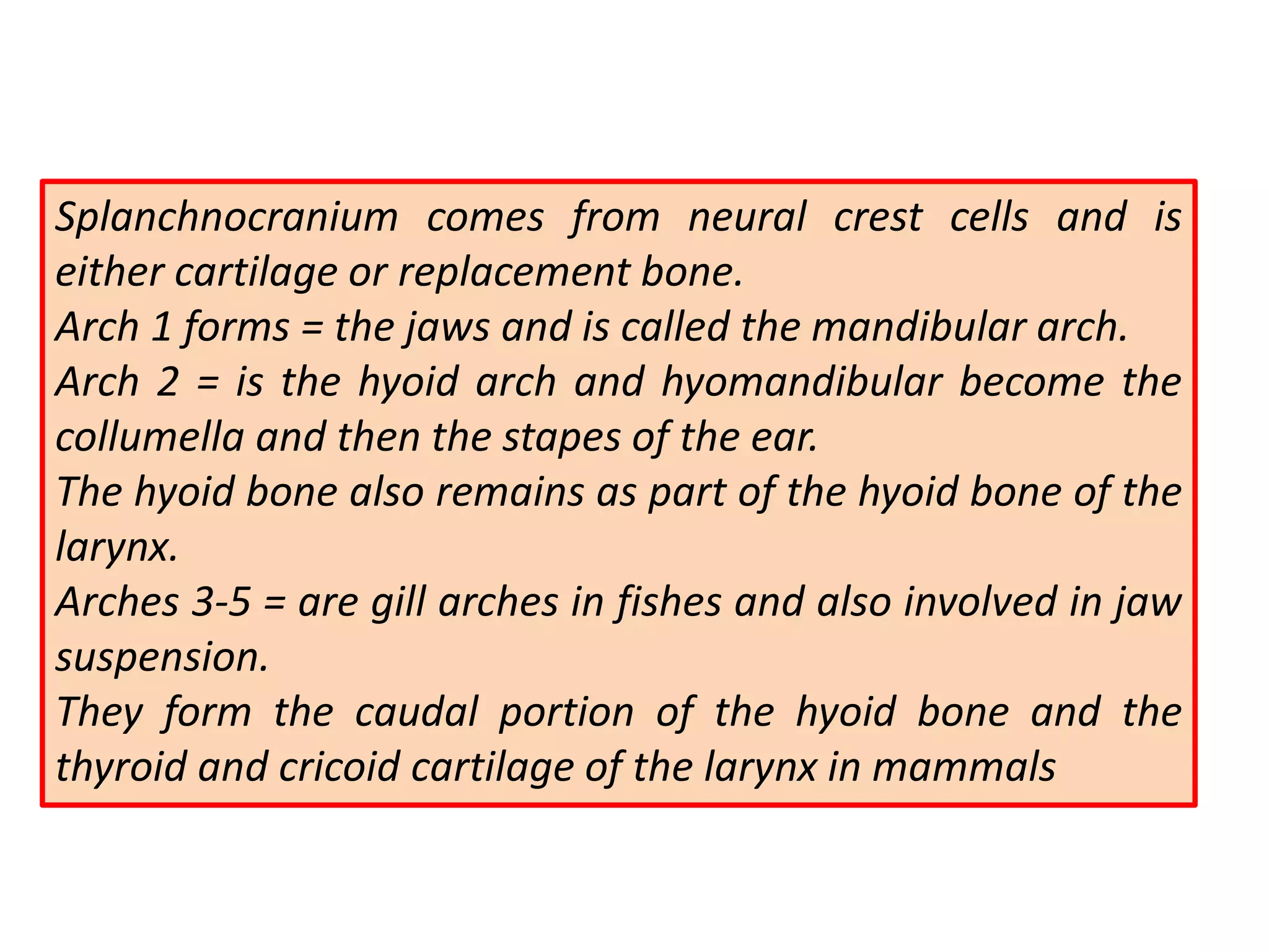 Jaw suspension in vertebrates [autosaved] | PPTX