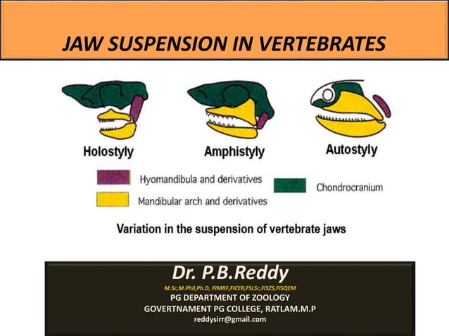 Jaw suspension in vertebrates [autosaved] | PPTX | Fish and Aquariums ...