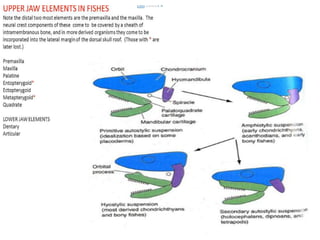 Jaw suspension in vertebrates [autosaved] | PPTX