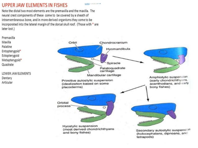 Jaw suspension in vertebrates [autosaved] | PPTX | Fish and Aquariums ...