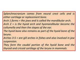 Jaw suspension in vertebrates [autosaved] | PPTX