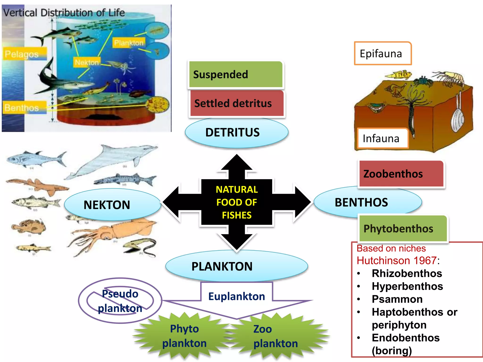 Food and feeding in fishes | PPTX