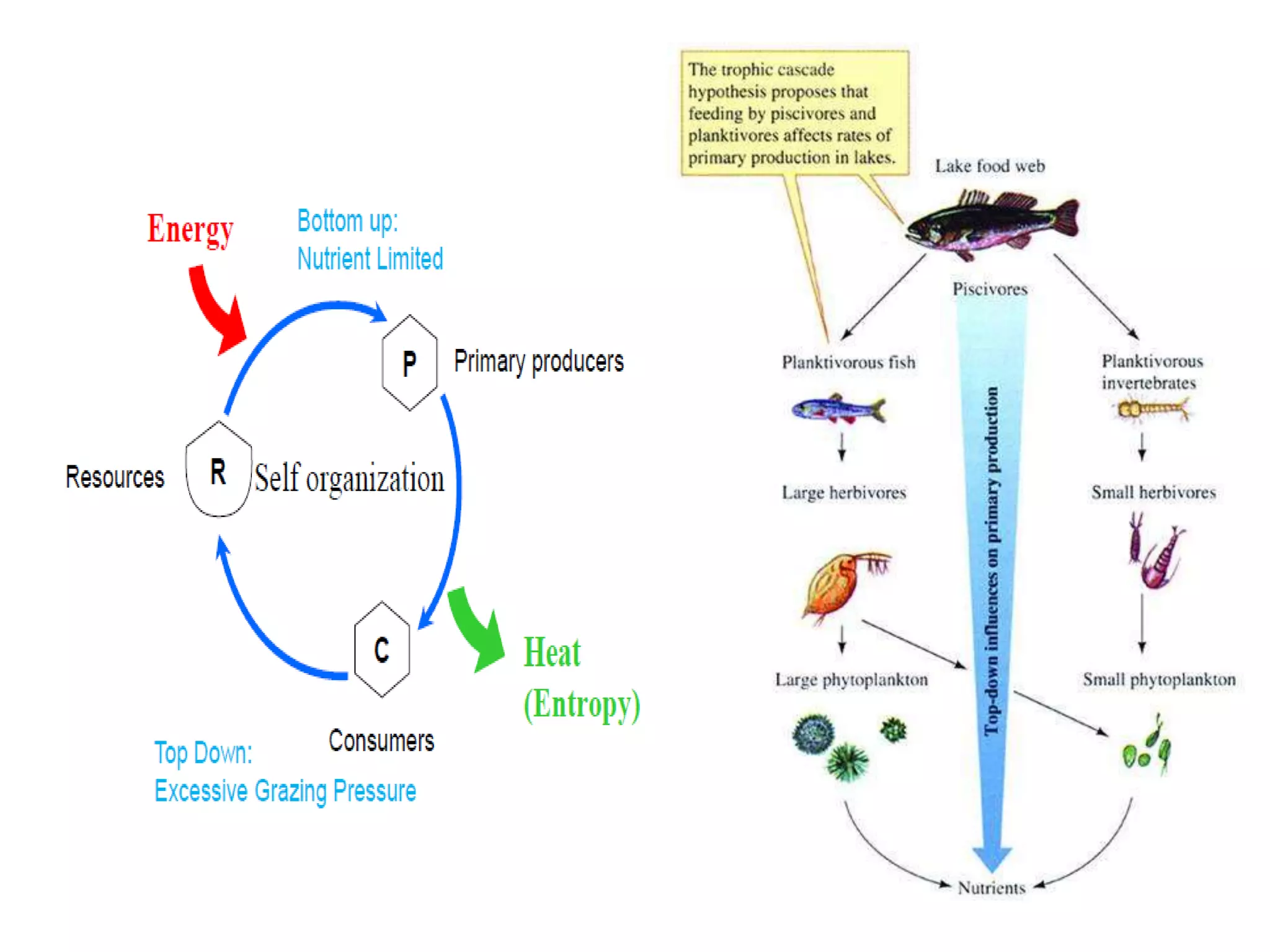 Food and feeding in fishes | PPTX