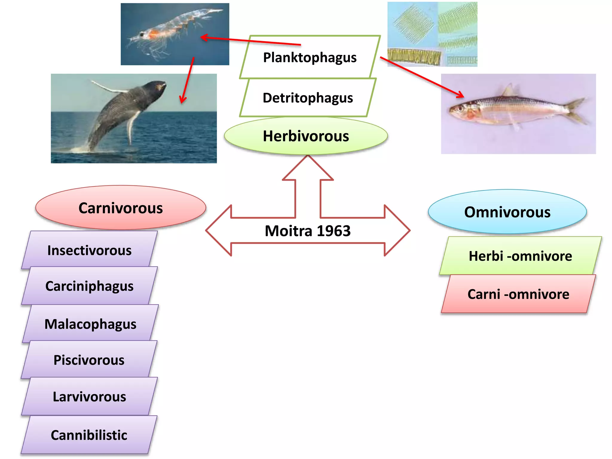 Food and feeding in fishes | PPTX
