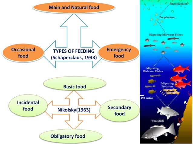 Food and feeding in fishes | PPTX | Zoos & Aquariums | Attractions
