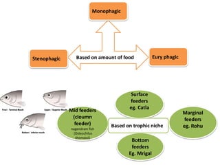 Food and feeding in fishes | PPTX