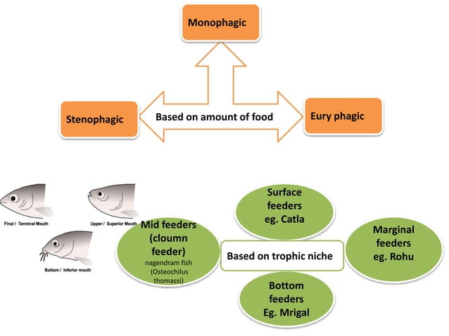Food and feeding in fishes | PPTX | Zoos & Aquariums | Attractions