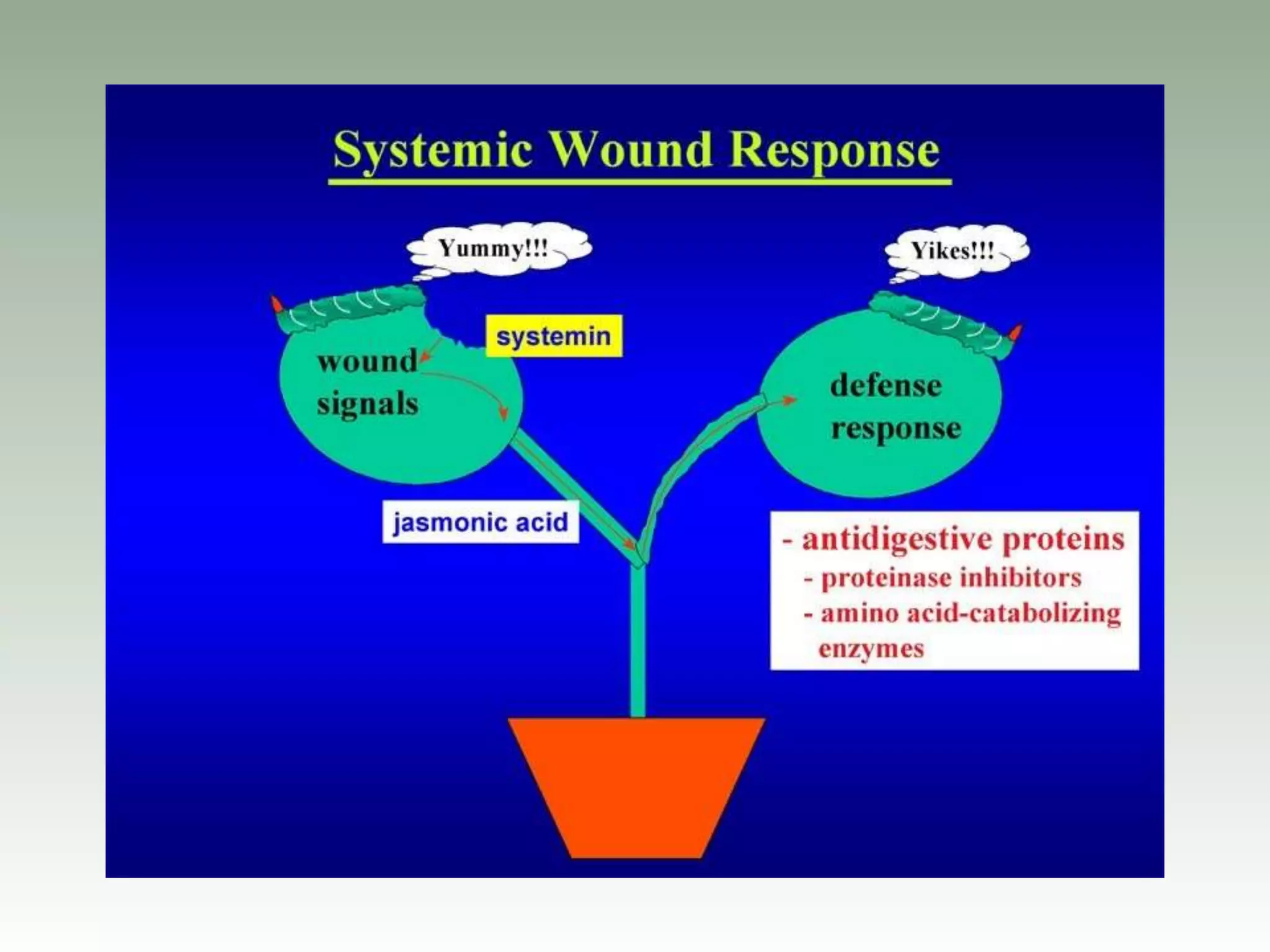 Defense Mechanism in Plants Against Insects | PPTX