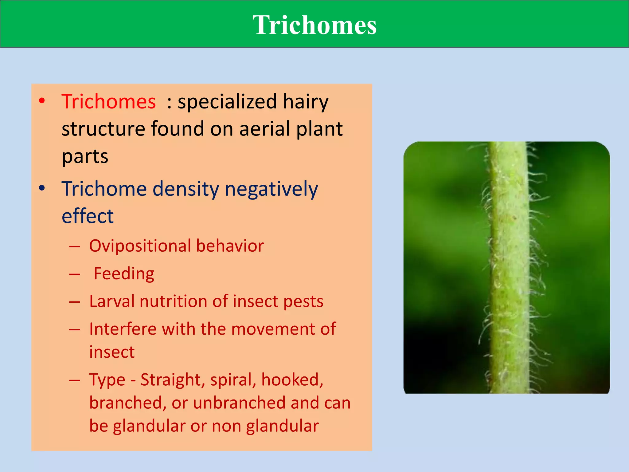 Defense Mechanism in Plants Against Insects | PPTX