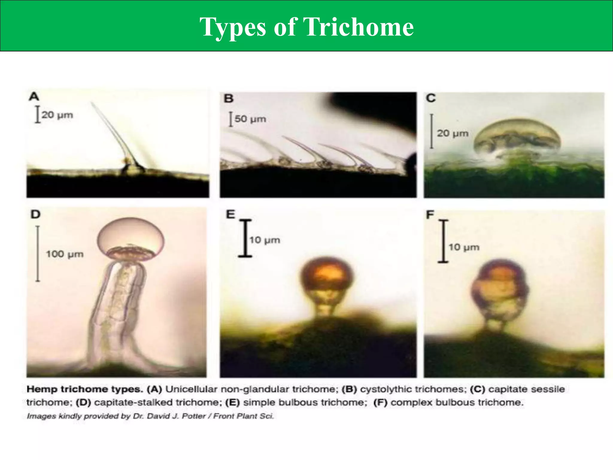 Defense Mechanism in Plants Against Insects | PPTX
