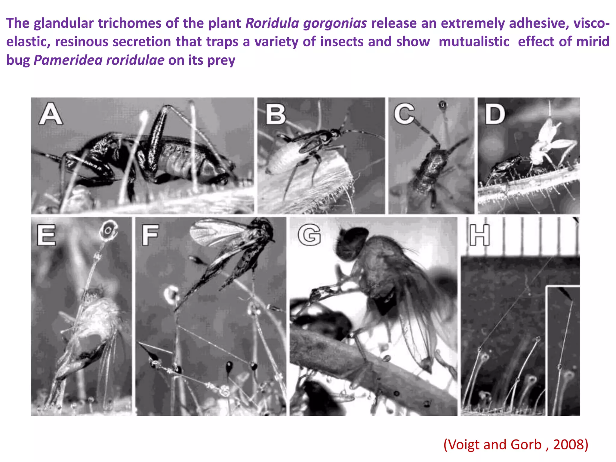 Defense Mechanism in Plants Against Insects | PPTX