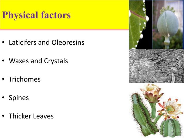 Defense Mechanism in Plants Against Insects | PPTX | Gardening | Home ...