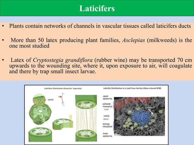 Defense Mechanism in Plants Against Insects | PPTX | Gardening | Home ...