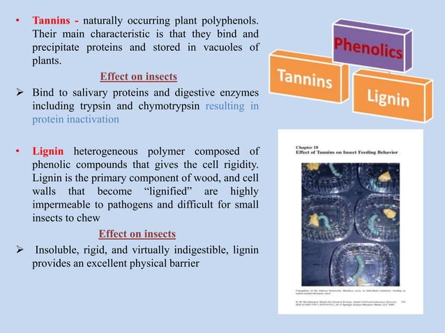 Defense Mechanism in Plants Against Insects | PPTX | Gardening | Home ...