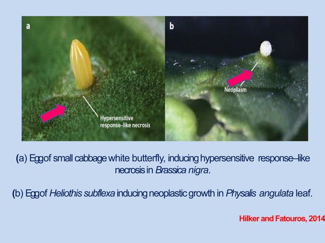 Defense Mechanism in Plants Against Insects | PPTX | Gardening | Home ...