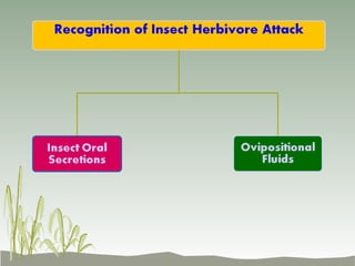 Defense Mechanism in Plants Against Insects | PPTX