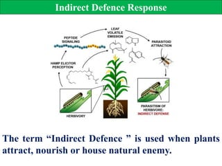 Defense Mechanism in Plants Against Insects | PPTX