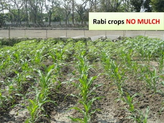 Rice-Rice-Rabi systems for low salinty regions of the coastal zone of ...