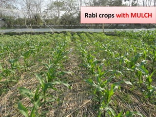 Rice-Rice-Rabi systems for low salinty regions of the coastal zone of ...