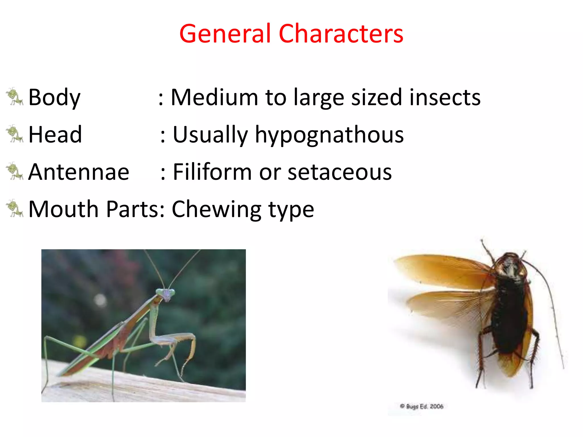 Dictyoptera and Isoptera | PPTX