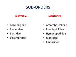 Dictyoptera and Isoptera | PPTX