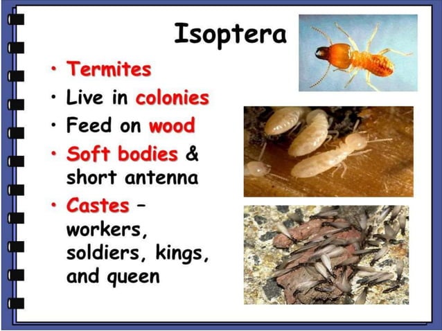 Dictyoptera and Isoptera | PPT