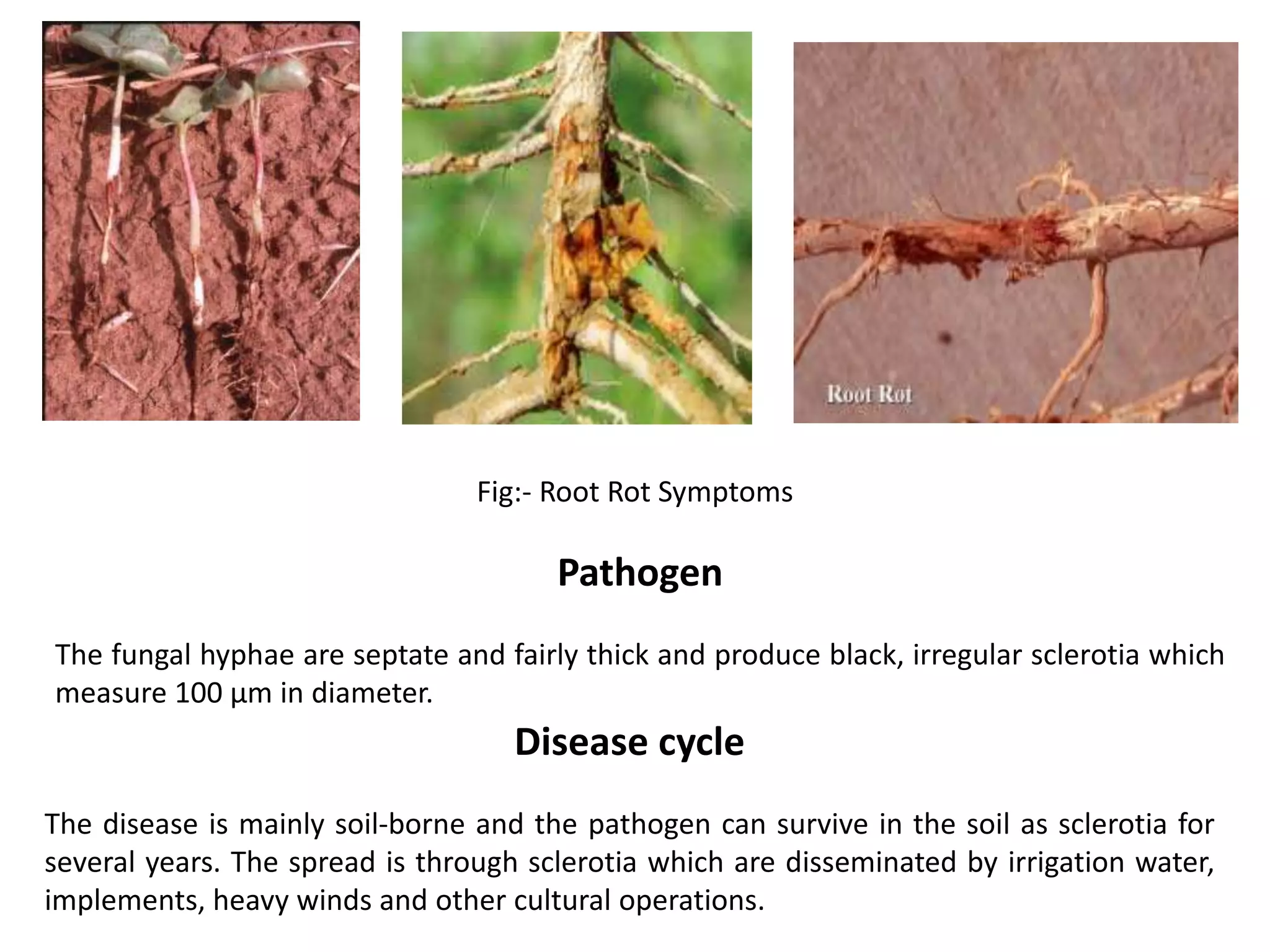 Diseases of cotton | PPTX