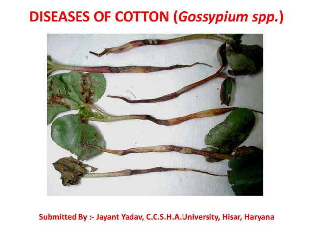 Diseases of cotton | PPTX