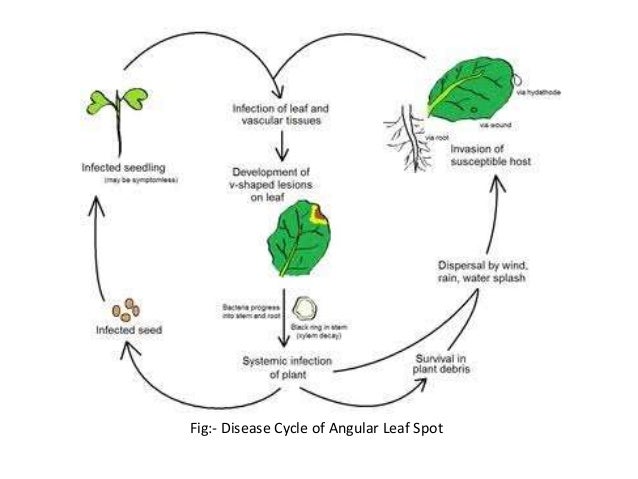 Diseases of cotton